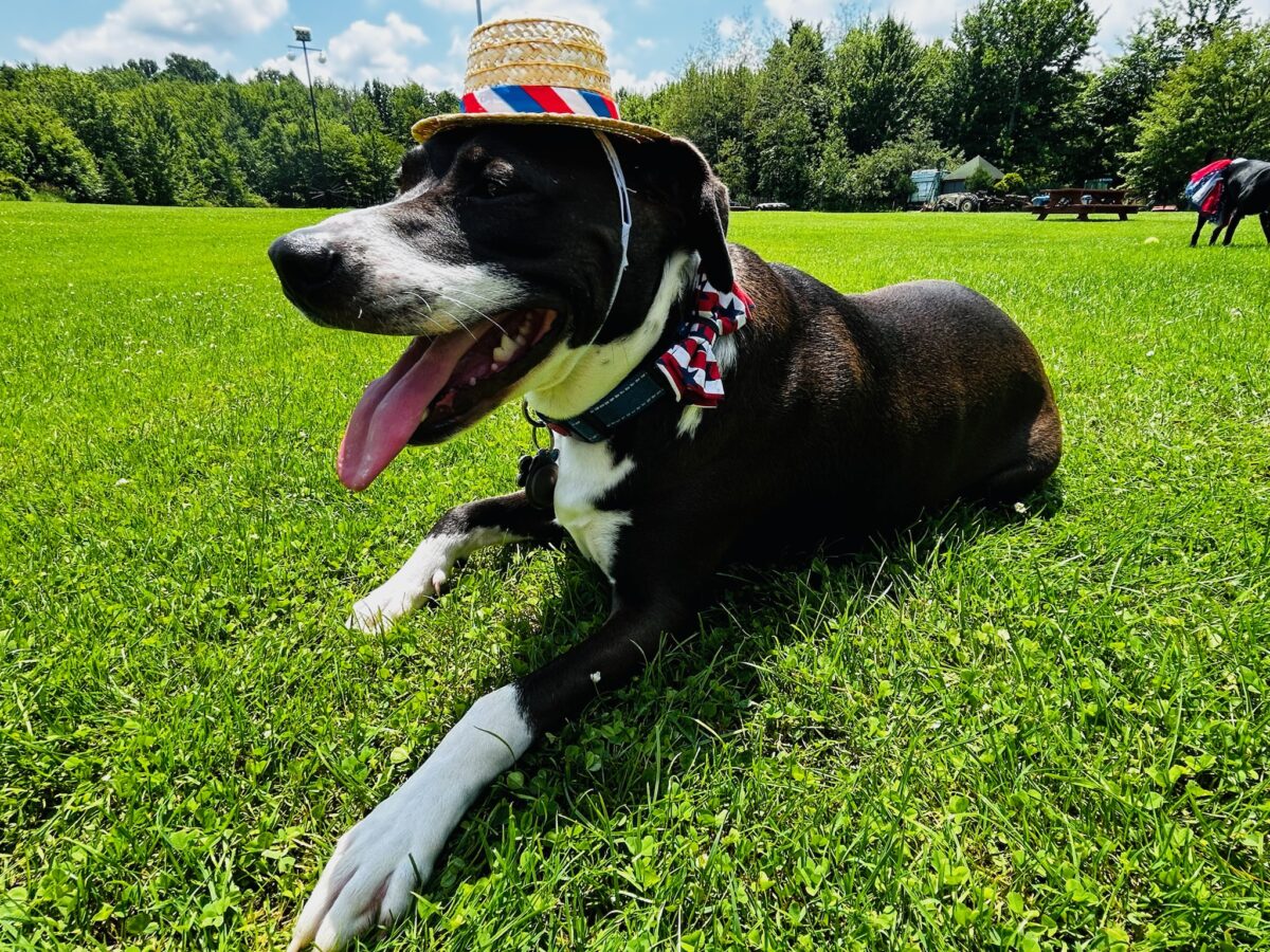 Pet Clothes | Dog Skirts & Tutus | Puppy & Cat Wear | Pawesome Attire