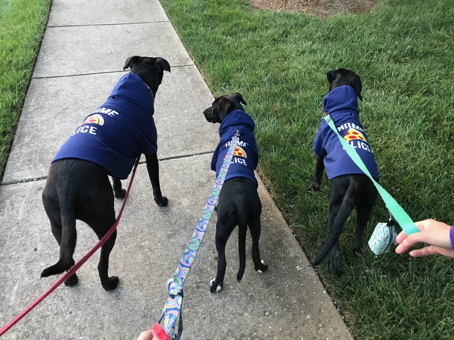 Pet Clothes | Dog Skirts & Tutus | Puppy & Cat Wear | Pawesome Attire